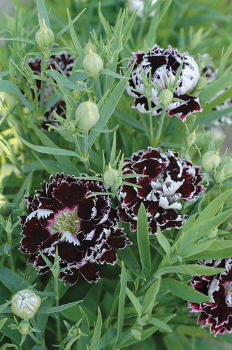 Dianthus chinensis var. heddewigii 'Black and White Minstrels' | Black ...