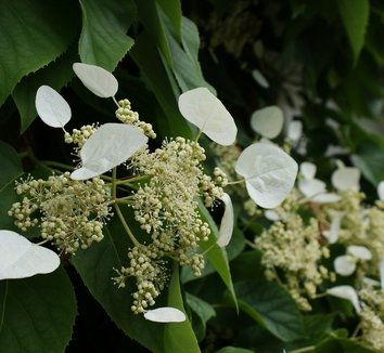 Schizophragma hydrangeoides 'Moonlight' | Schizophragma 'Moonlight ...
