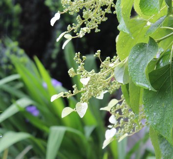 Schizophragma hydrangeoides 'Moonlight' | Schizophragma 'Moonlight ...