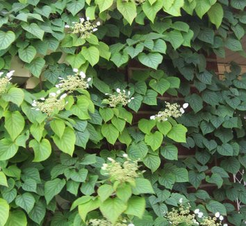 Schizophragma hydrangeoides 'Moonlight' | Schizophragma 'Moonlight ...