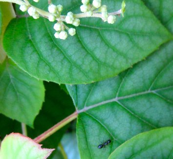 Schizophragma hydrangeoides 'Moonlight' | Schizophragma 'Moonlight ...
