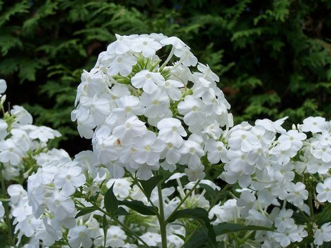 Phlox paniculata 'Midsummer White' | Midsummer White Tall Garden Phlox ...