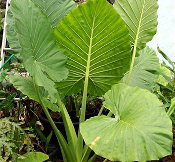 Alocasia odora - Alchetron, The Free Social Encyclopedia