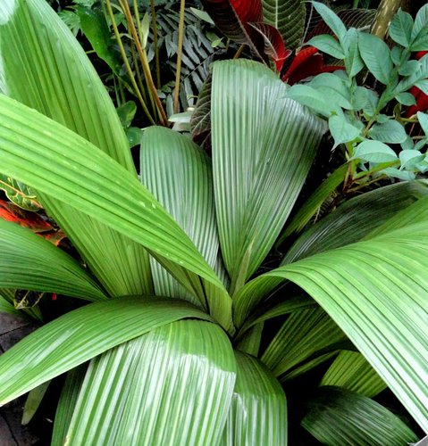 Molineria capitulata | Curculigo capitulata | Curculigo recurvata ...