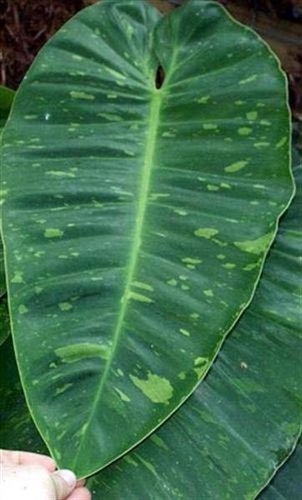 Philodendron imbe 'Variegata'| plant lust
