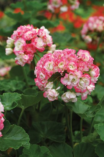 Pelargonium 'Apple Blossom Rosebud' | Pelargonium x hortorum ...