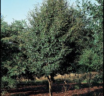 Sycopsis sinensis | Chinese Fighazel | Witch Hazel| plant lust