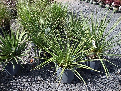 Yucca 'Ivory Tower'| plant lust