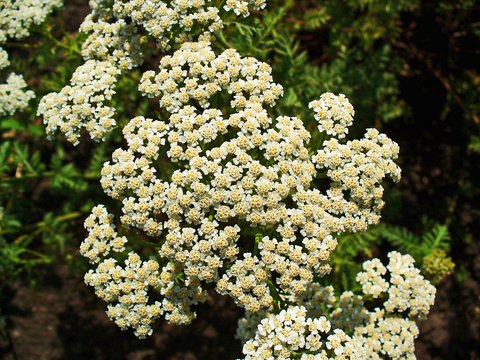 Achillea nobilis | Noble Yarrow| plant lust