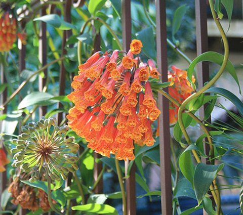 Bomarea multiflora | Bomarea caldasii| plant lust