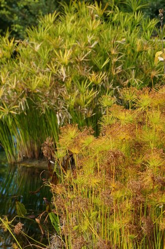 Cyperus prolifer | Cyperus isocladus | Dwarf Papyrus | Miniature ...