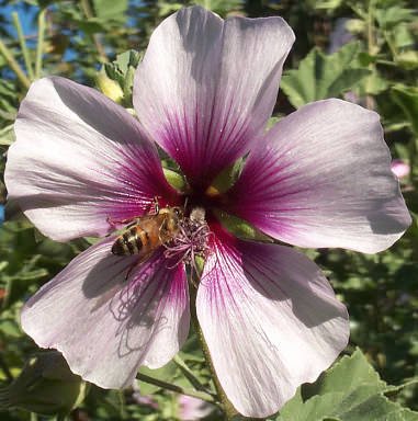 Malva subovata | Lavatera 'Bicolor' | Lavatera maritima | Lavatera ...