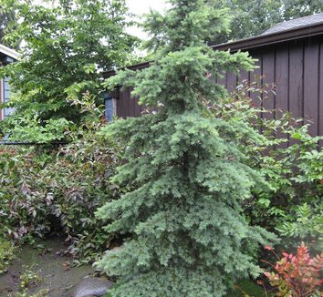 Tsuga mertensiana | Mountain Hemlock | Alpine Hemlock | Black Hemlock ...