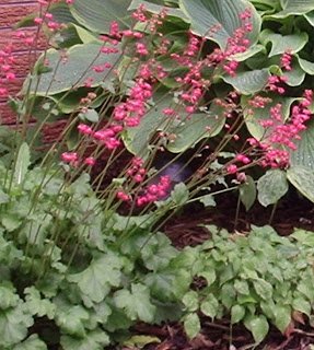 Heuchera Bressingham hybrids | Heuchera 'Bressingham Hybrids ...