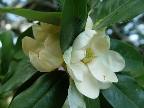 Magnolia virginiana | Swamp Magnolia | Sweet Bay| plant lust