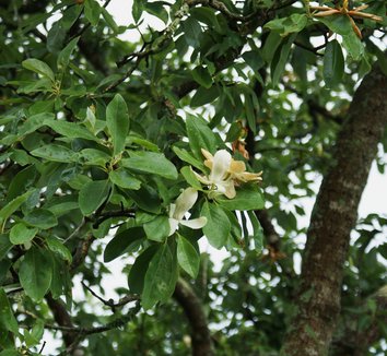 Magnolia virginiana | Swamp Magnolia | Sweet Bay| plant lust