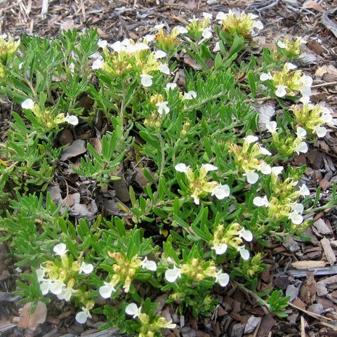 Teucrium montanum | Creeping Germander| plant lust