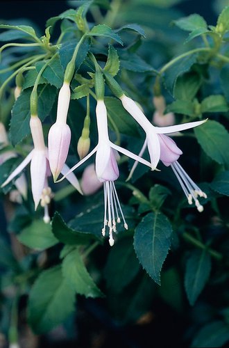 Fuchsia 'Whiteknight's Pearl' | Fuchsia 'White Knight Pearl'| plant lust