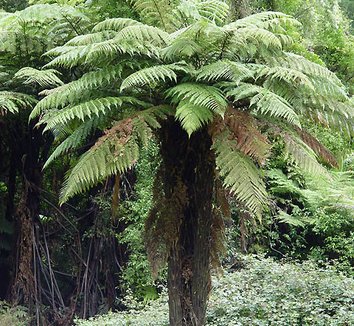 Dicksonia squarrosa | New Zealand Tree Fern | Wheki| plant lust