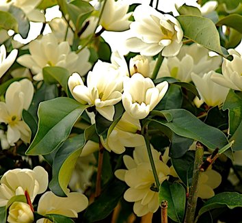 Magnolia 'Inspiration' | Michelia 'Inspiration'™ | Inspiration Michelia ...