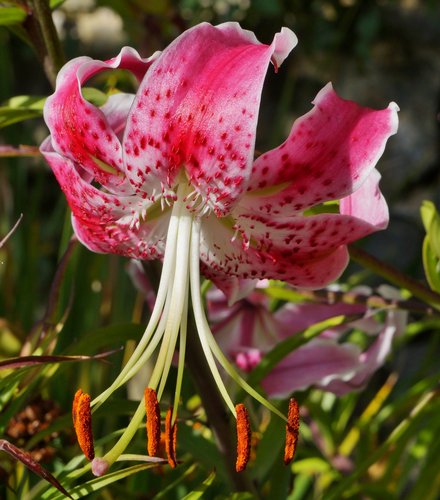 Lilium speciosum var. rubrum 'Uchida' | Uchida Lily| plant lust