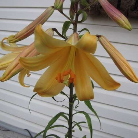 Lilium 'African Queen' | African Queen Trumpet Lily| plant lust
