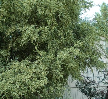 Azara microphylla 'Variegata' | Vanilla Tree | Variegated Boxleaf Azara ...