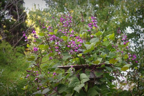 Lablab purpureus | Dolichos lablab | Dolichos lab vine | Horse Gram ...