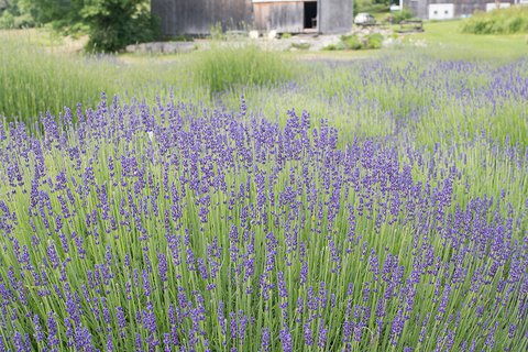 Lavandula x intermedia Phenomenal PP24193 | Lavandula x intermedia ...