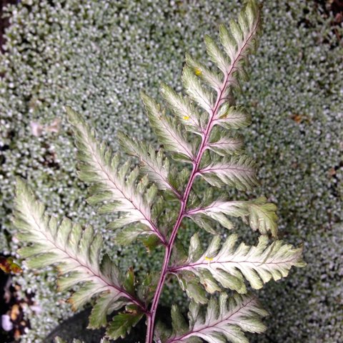 Athyrium niponicum 'Godzilla' | Anisocampium niponicum 'Godzilla ...
