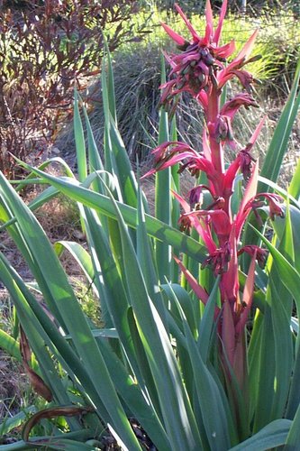 Beschorneria septentrionalis | False Red Yucca | False Red Agave ...