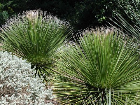 Dasylirion texanum | Texas Sotol | Green Sotol| plant lust
