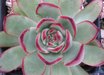 Echeveria | plant lust