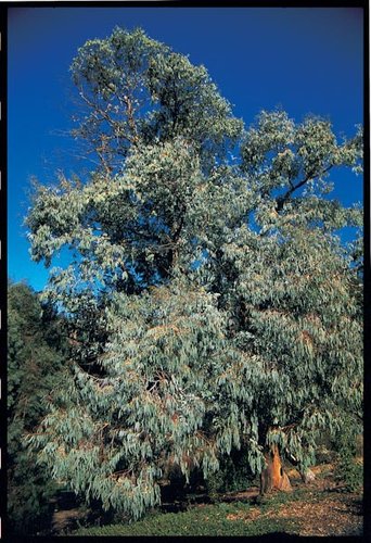 Eucalyptus perriniana | Spinning Gum| plant lust