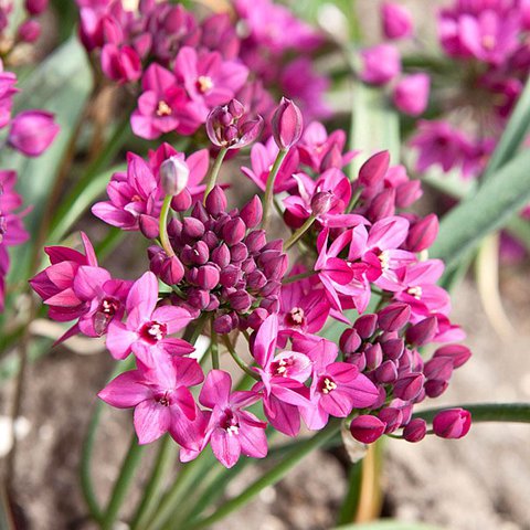 Allium oreophilum | Allium ostrowskianum | Ornamental Onion ...