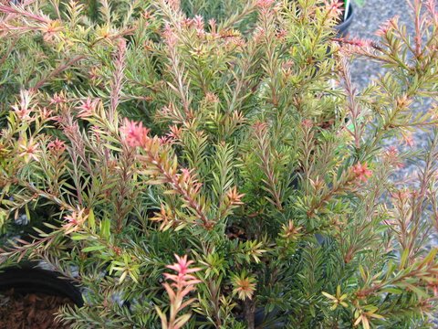 Podocarpus 'County Park Fire' | Podocarpus alpinus 'County Park Fire ...