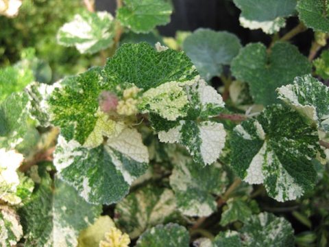 Rubus rolfei 'Sonya's Parasol' | Rubus pentalobus 'Sonya's Parasol ...