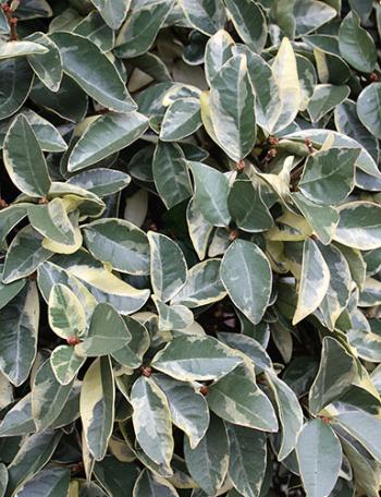 Trachelospermum jasminoides 'Variegatum' | Variegatum Asian Star ...