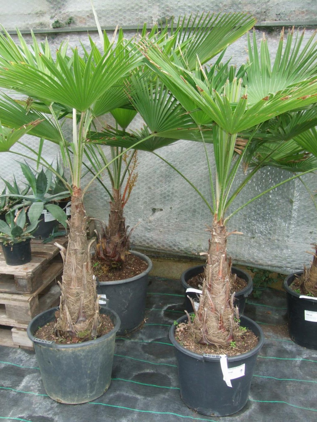 Trachycarpus martianus - Alchetron, The Free Social Encyclopedia