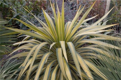 Yucca recurvifolia 'Gold Ribbons' | Yucca gloriosa var. tristis 'Gold ...