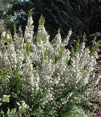 Erica arborea | Tree Heath| plant lust