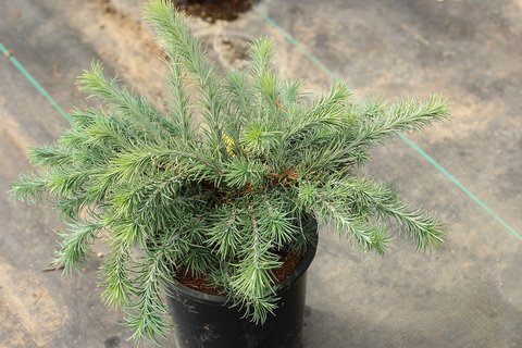 Larix kaempferi 'Blue Dwarf' | Blue Dwarf Japanese Larch| plant lust