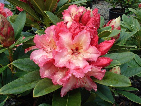 Rhododendron 'Fire Rim'| plant lust