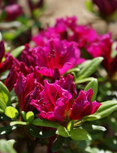 Girard's Fuchsia Evergreen Azalea | Azalea 'Girard's Fuchsia ...