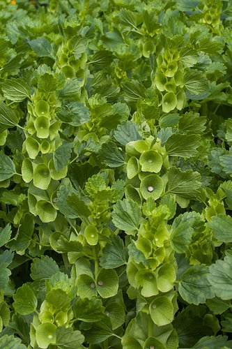 Moluccella laevis | Molucella laevis | Bells of Ireland| plant lust