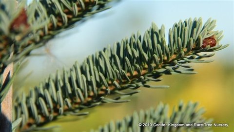 Abies balsamea 'Tyler Blue' | Tyler Blue Balsam Fir| plant lust