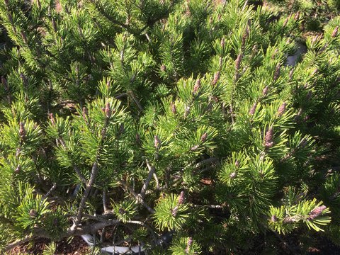 Pinus contorta 'Spaan's Dwarf' | Spaans Dwarf Shore Pine| plant lust