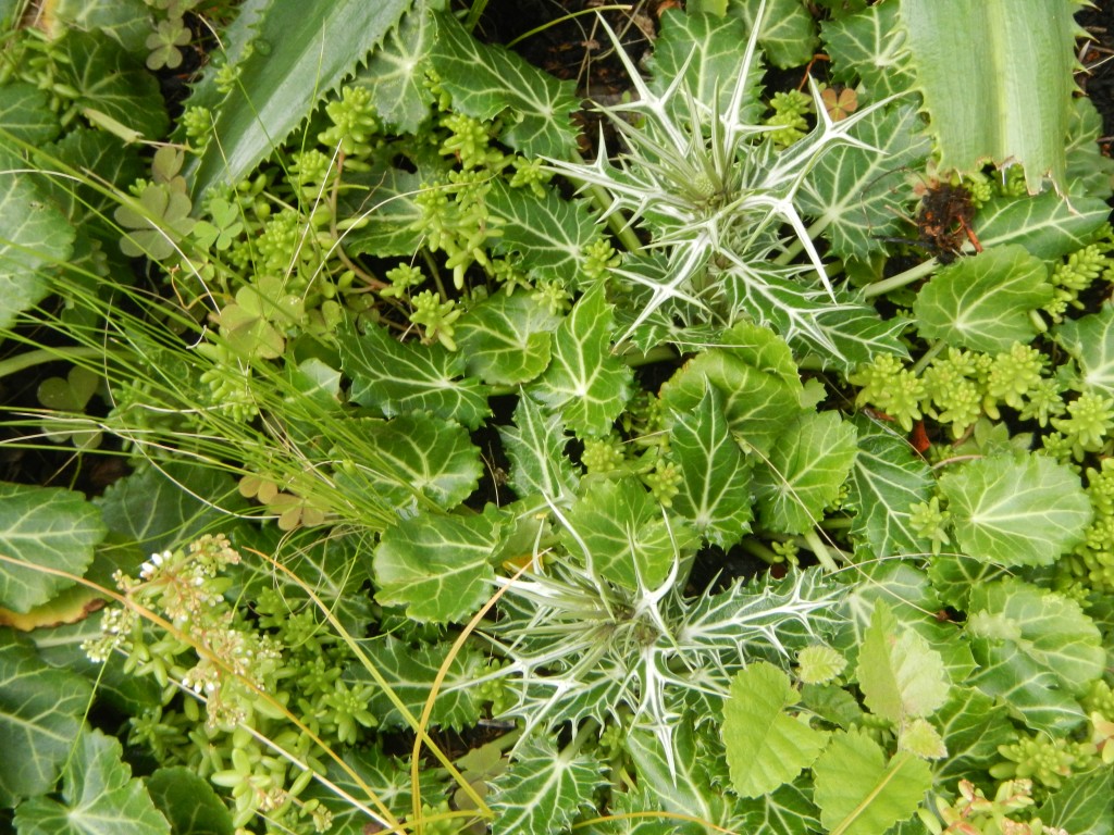 spring planting, Mad Hatter style... - Plant Lust