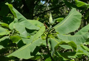 Garden Obsession: Big Leaves - Plant Lust