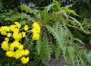 The Jagged Edge: Serrated Foliage Round Up - Plant Lust